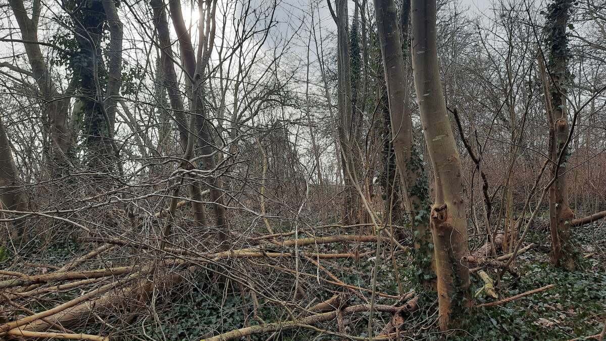 Strand in Nordenham: Rodung im Strandwald Thema im Umweltausschuss
