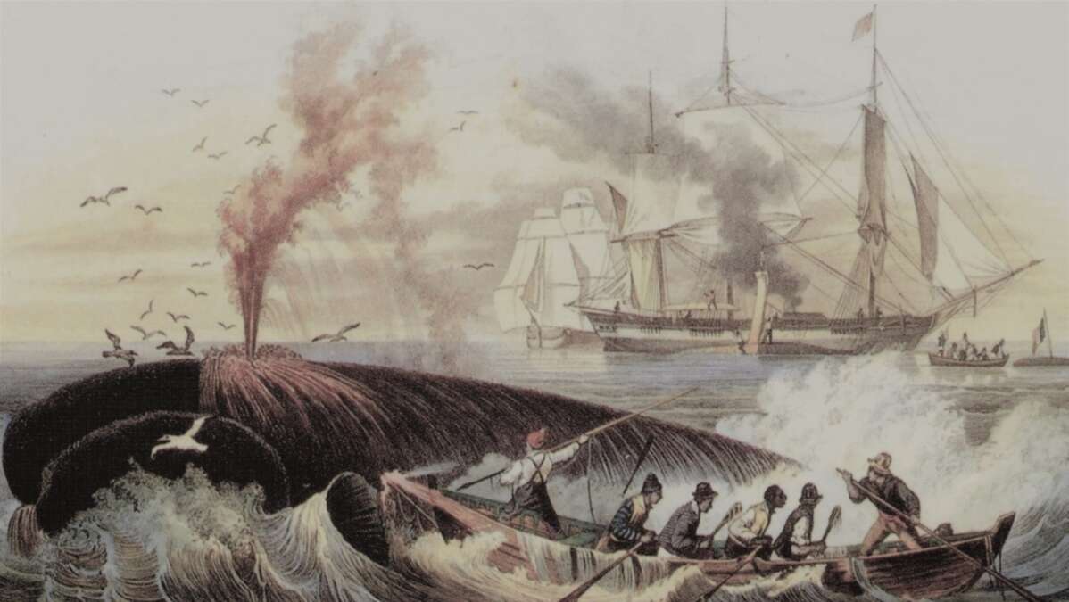 Walfang: Vortrag in der Begu Lemwerder am 5. März