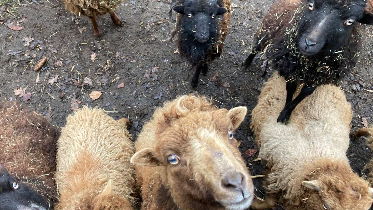 Wild- und Freizeitpark Ostrittrum: Saisonbeginn mit Neuheiten