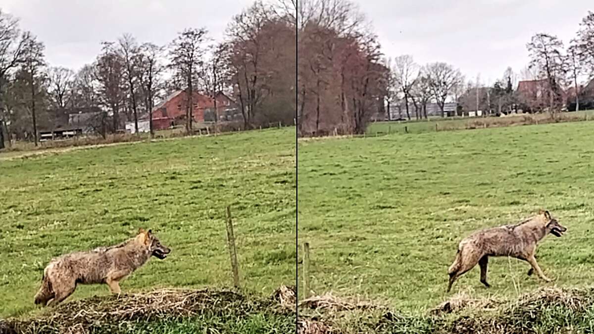 Wolf-Sichtungen im Landkreis Leer: Streift ein Wolf durch Nortmoor?