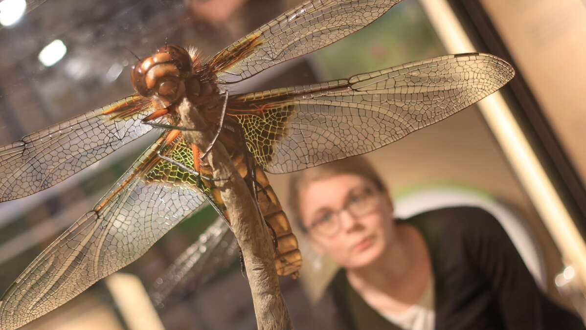 Oldenburg: Insekten-Ausstellung im Landesmuseum Natur und Mensch