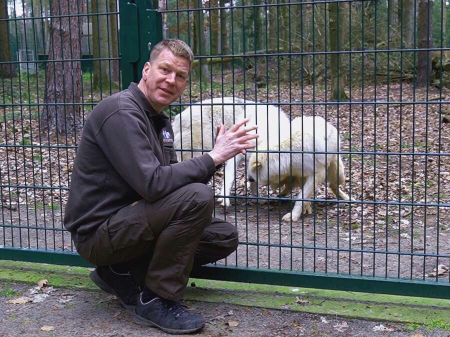 Wolf in Niedersachsen: Video-Interview mit Frank Fass im Wolfcenter ...