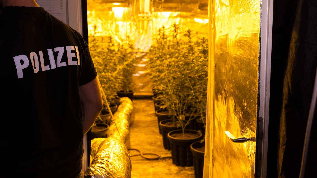 Drogenplantage in Ovelgönne ausgehoben – Polizei findet rund 200 ...