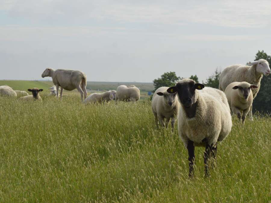 Weidehaltung und Wolf: Tiere sind Qualen schutzlos ausgesetzt