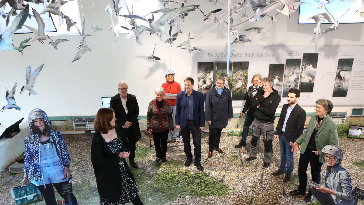 Neue Ausstellung über Flussseeschwalben in Wilhelmshaven vor Eröffnung
