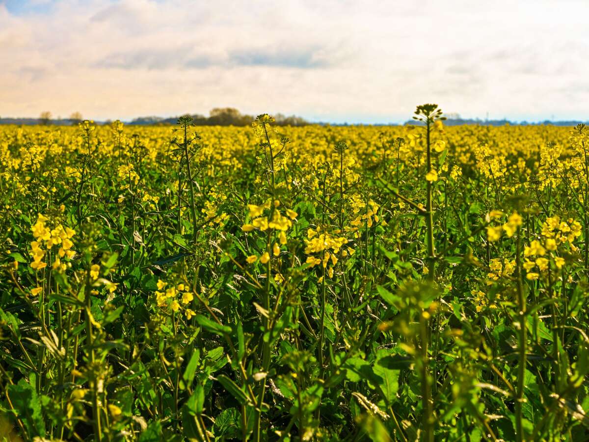 Raps blüht schon: Warum die Ölfrucht in Ostfriesland so beliebt ist