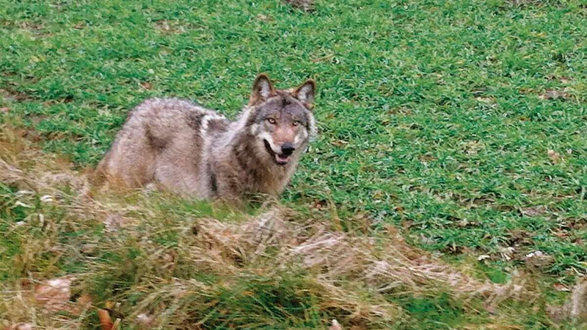 Wolf in Ostfriesland: Diskussion der Nordwest-Zeitung mit ...