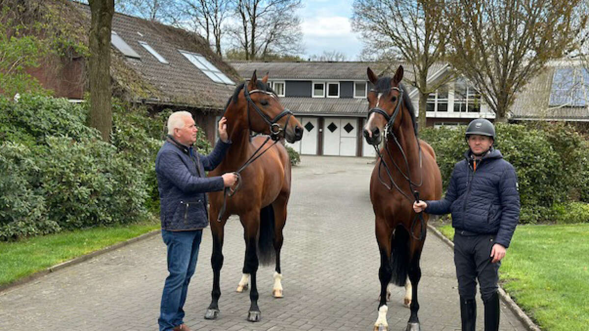 Schautag am Wulfsweg in Sandtange: Hengststation Ahlers öffnet ihre Tore