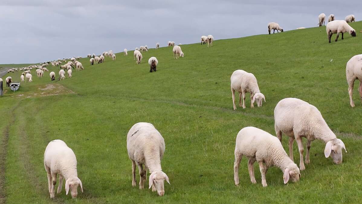 Küstenschutz und Deichbau in Ostfriesland: Land investiert über 18 ...