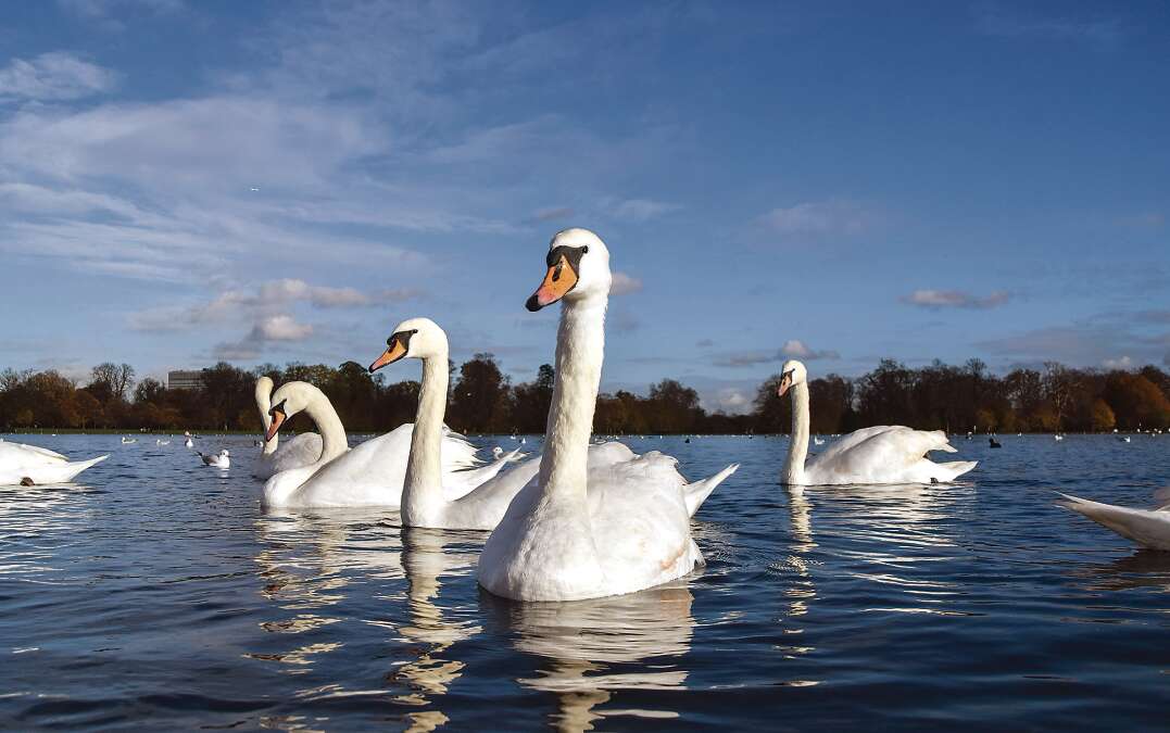 Krönung von Charles III.: Wie sich Großbritannien auf den Thronwechsel ...