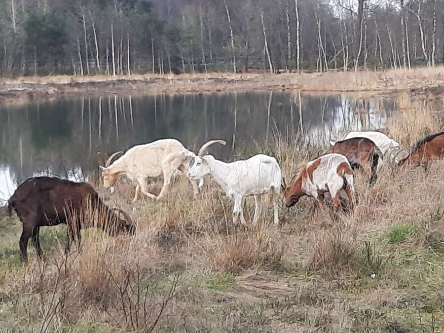 Ziegen und Schafe pflegen Biotop auf Sprengplatz in Horsten