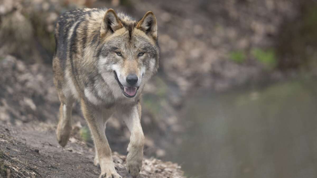 Wolf im Kreis Leer: Erneut Schafe in Moormerland gerissen