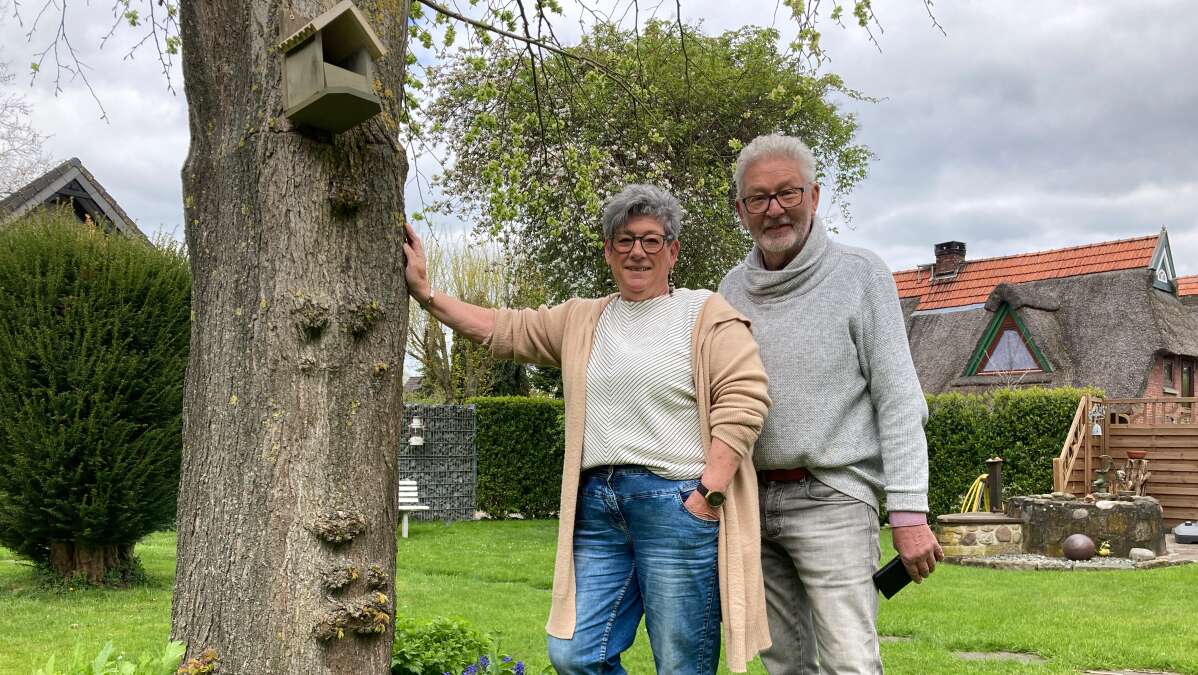 Ungewöhnliches in Brake: Dieser Baum hat ein Gesicht