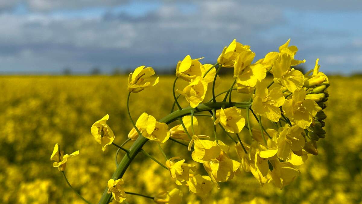 Raps im Wangerland