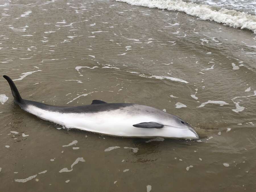 Wangerooge: Schweinswal tot an Strand gespült – Todesursache soll ...