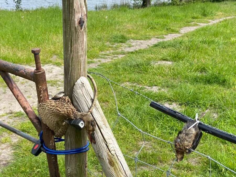Grausiger Fund in Oldenburg: Unbekannter bindet Vögel an großem ...