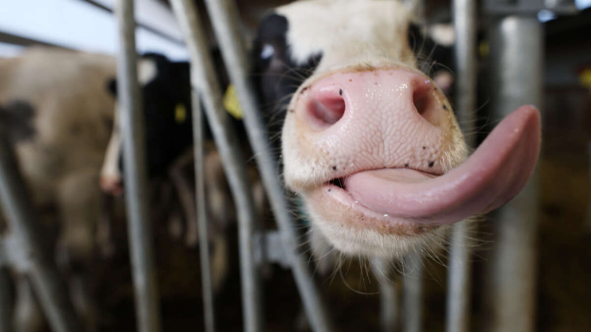 Totes Kalb auf Nabu-Hof in Nüttermoor: Polizei und Veterinäramt ...