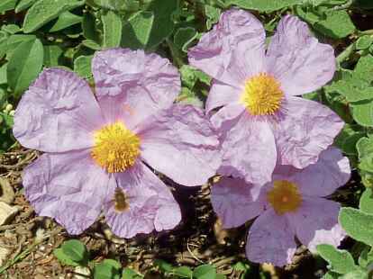 Zistrosen blühen im Frühjahr