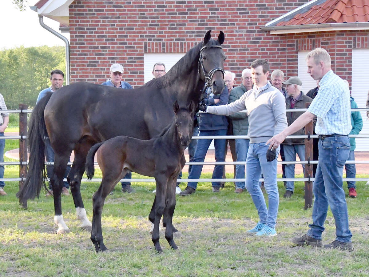 Pferdezüchter treffen sich in Geveshausen: Zwischen Fohlenschau und ...