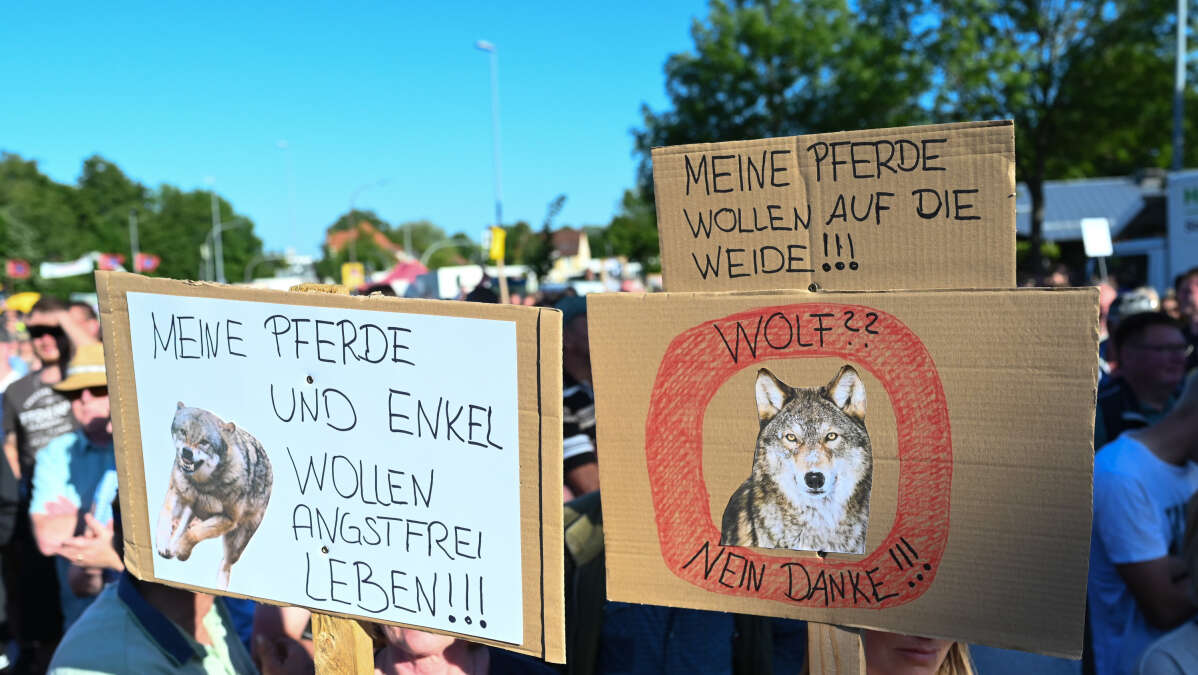 Wolf: Geldtopf für Herdenschutz in Niedersachsen leer
