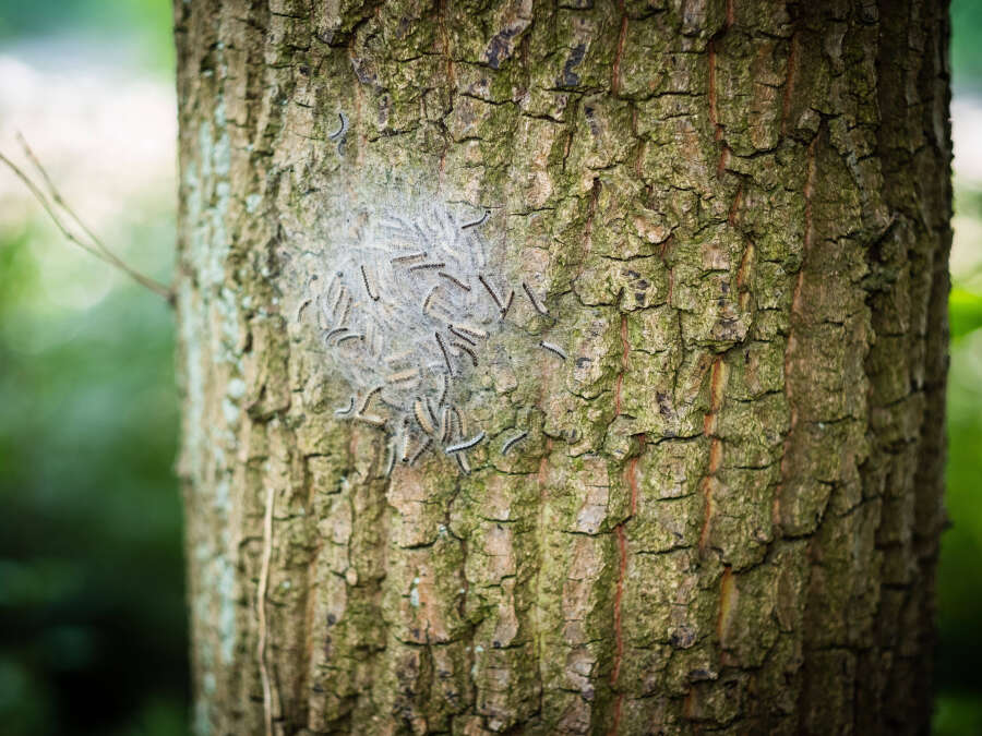 Eichenprozessionsspinner in Oldenburg: Insekt wird zur Plage - Tweelbäke besonders getroffen