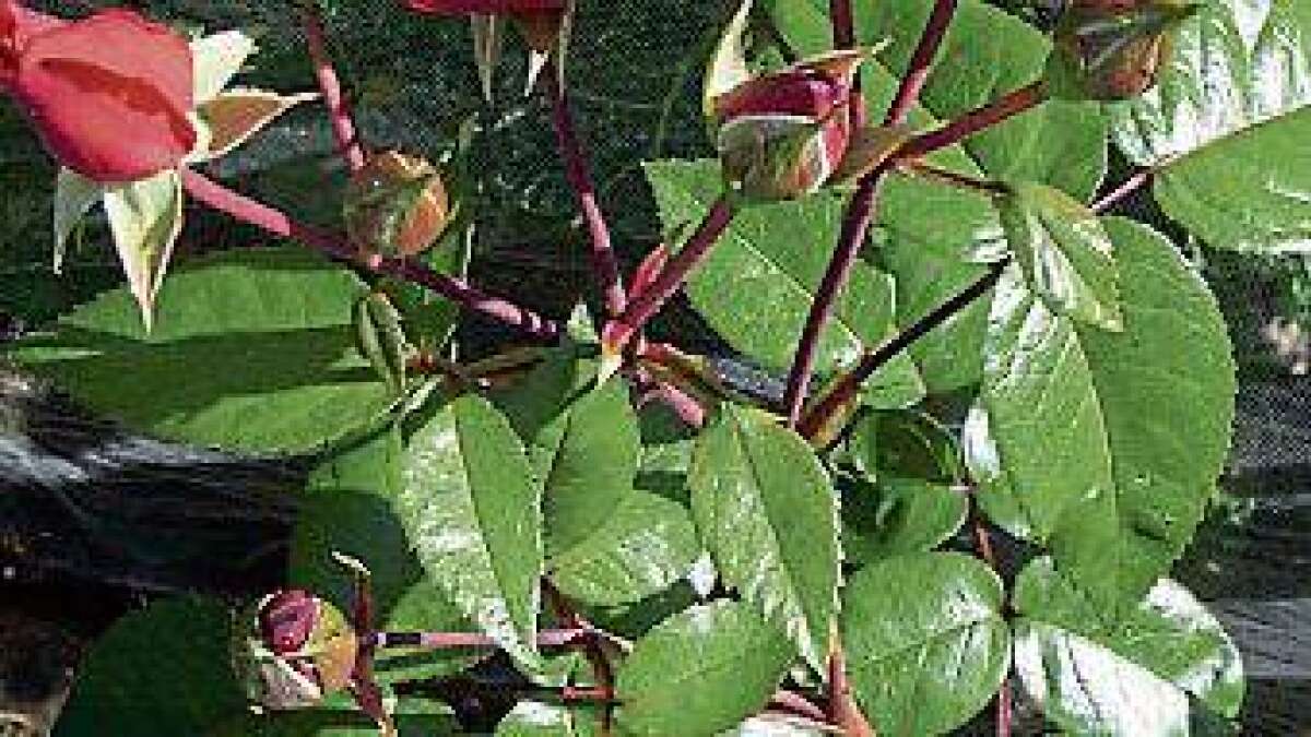 Sommerschnitt bringt Knospen