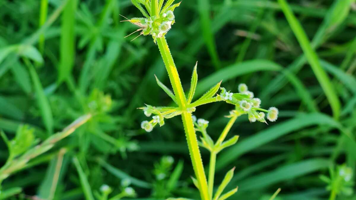 Kletten-Labkraut: Pflanze der Woche in Friesland
