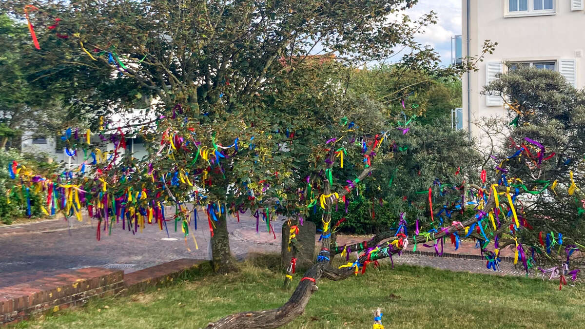 St-Willehad-Kirche Wangerooge: Bunte Bänder schmücken Eichenbaum ...