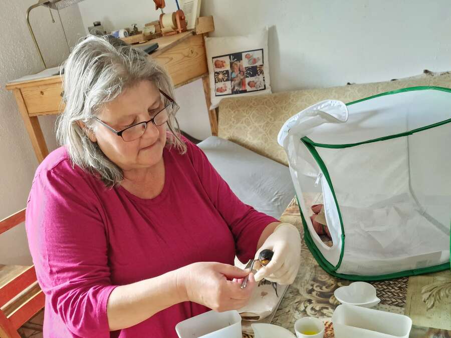 Tiere in Not: Vogelpflegestelle in Roffhausen