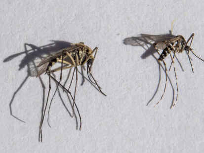 Tigermücken verbreiten sich auch in Niedersachsen – So gefährlich sind ...