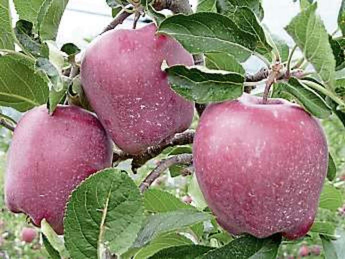 Rechtzeitig ernten und lagern