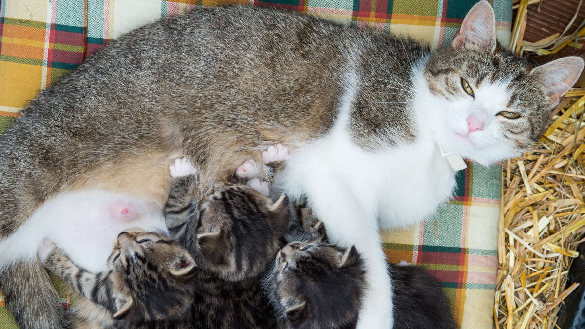 Katzenschwemme in der Wesermarsch: Herrenlose Vierbeiner vermehren sich im Schneeballsystem