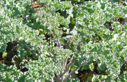 Alte Grünkohlsorten lassen sich durch Saatgutgewinnung und Selbstanbau ...