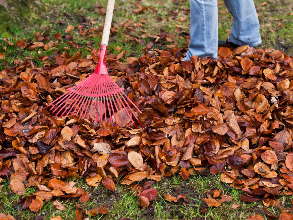Garten naturnah winterfest machen: „Laub ist kein Abfallprodukt“
