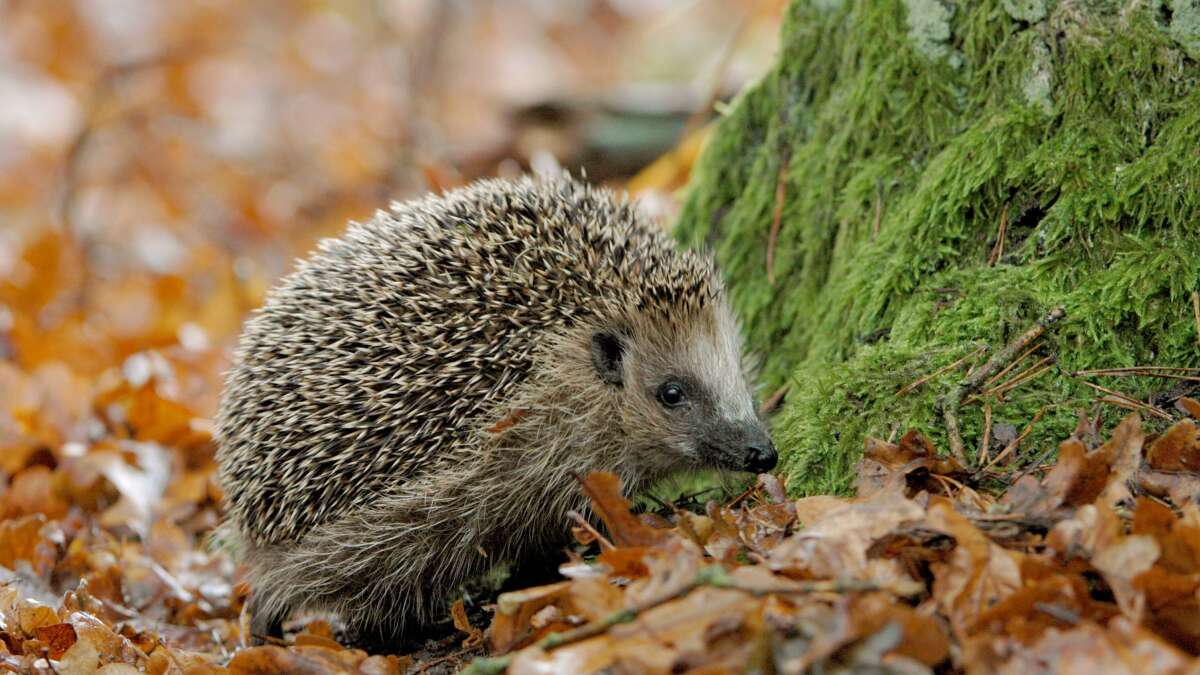 Igel einsammeln: Naturschützer warnen vor vorschnellem Handeln