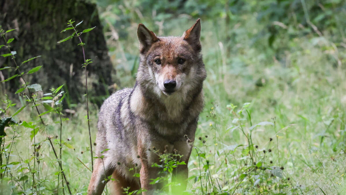 Wolf in Niedersachsen: Wolfsmonitoring zählt mehr Rudel sowie Risse von ...