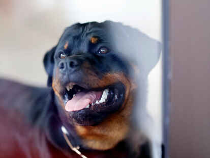 Rottweiler beißt Kind in Bremen in den Kopf: Sechsjährige schwer verletzt