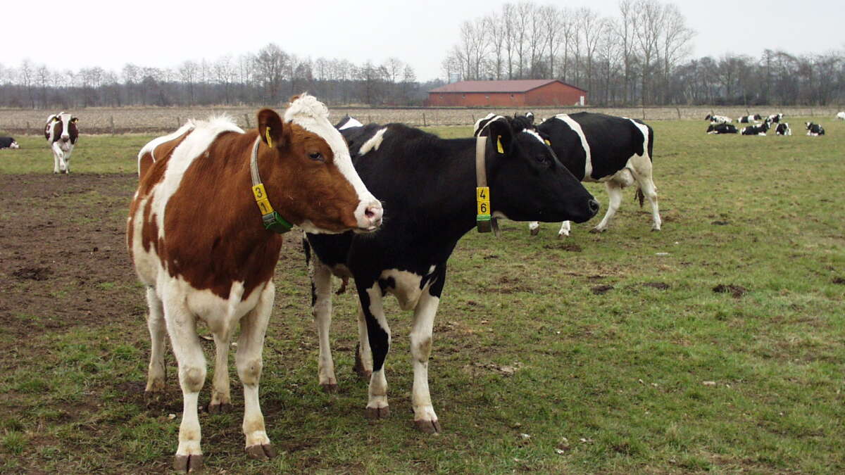 Milch-Rekord in der Landwirtschaft: Kühe in Niedersachsen geben so viel ...