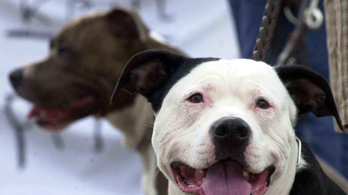 Hunde-Attacke in Oldenburg-Kreyenbrück: Kleiner Hund von zwei größeren Hunden totgebissen