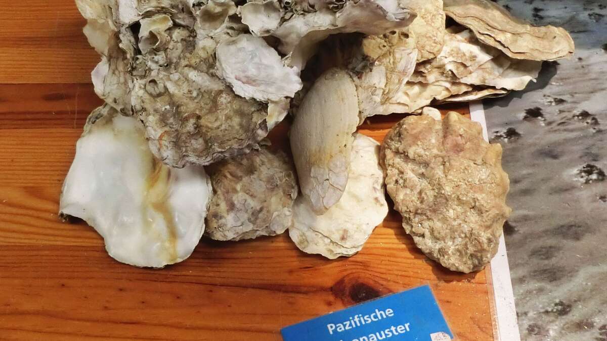 Pazifische Auster im Wattenmeer: Diese Muschel ist so groß wie eine ...