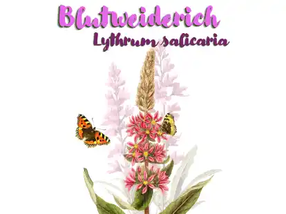 Blutweiderich: die zur Staude des Jahres 2024 gekürte Pflanze mit ...