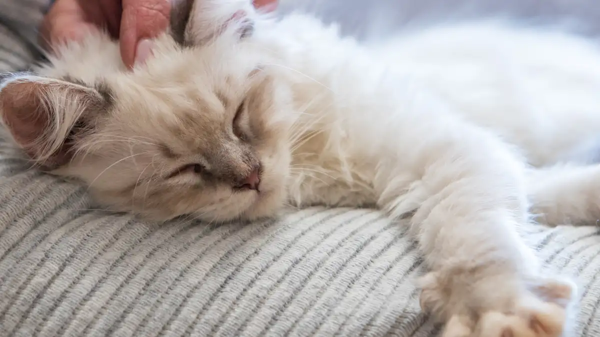 Tote Katzen im Seenpark Nordenham: Polizei ermittelt – Tiersuchdienst ...