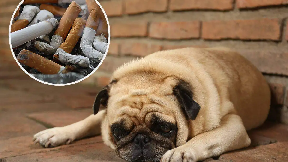 Raucher mit Haustieren: Lebensgefahr für Hund und Katze im ...