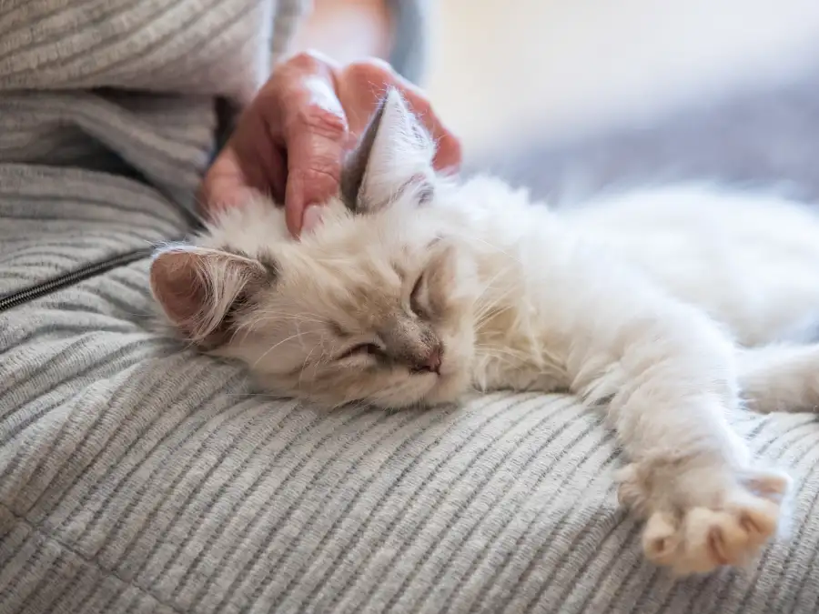 Mensch-Tier-Friedhöfe: Sollte es die auch in unserer Region geben? Dazu ...