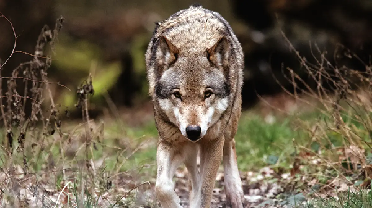SPD Wangerland fordert besseres Wolfsmanagement