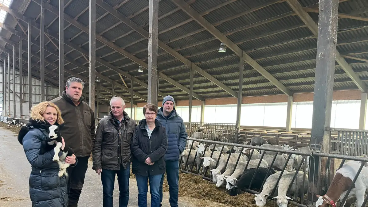 Deichschäfereien in Friesland: Angst vor Wolfsrissen bleibt