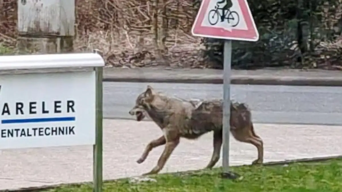 Wolf In Varel