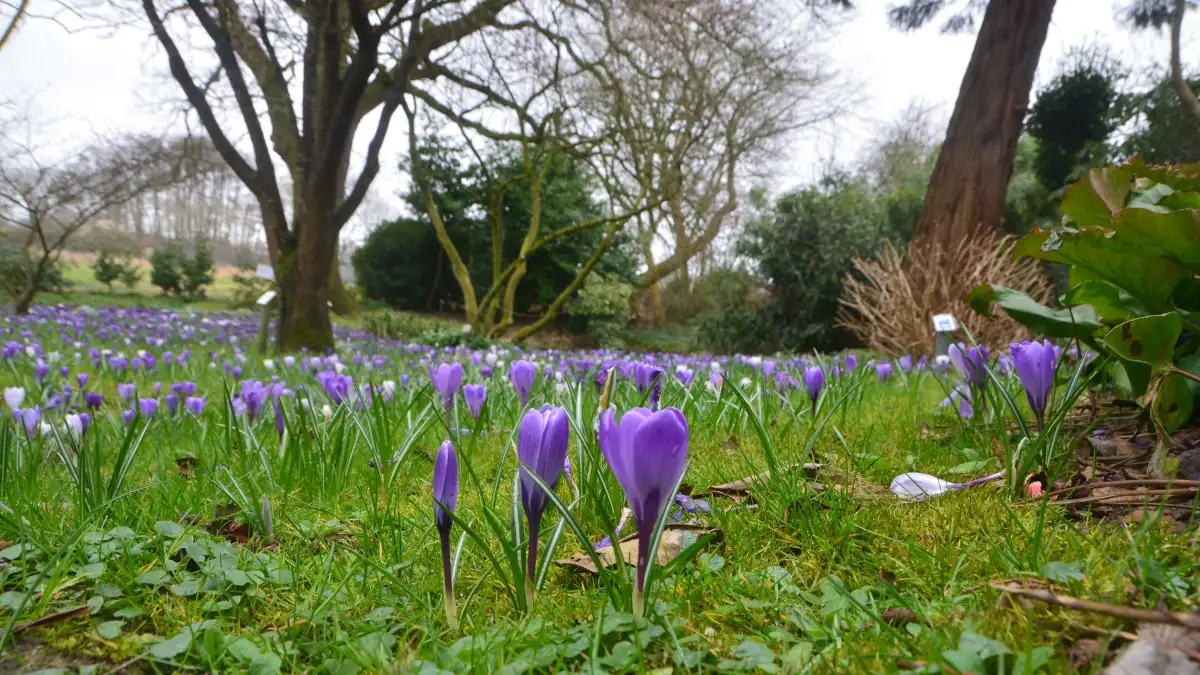 Arboretum Neuenkoop startet in die Saison