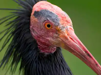 Waldrapp „Horst“ bleibt in Niedersachsen – Auswilderung für vom ...