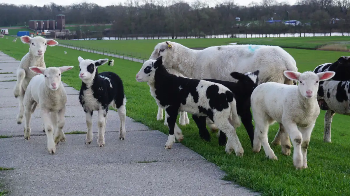 Ostern in Varel: Lämmer spielen auf den Deichen
